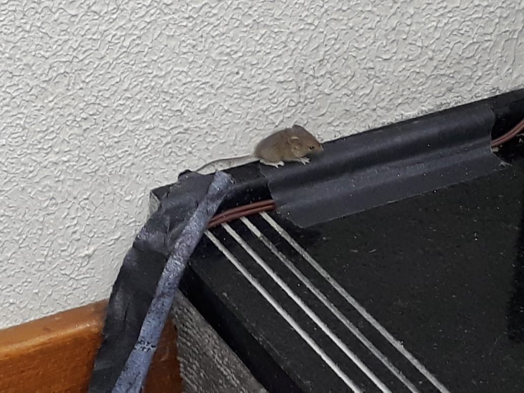O ratinho invasor - Fernando Albrecht