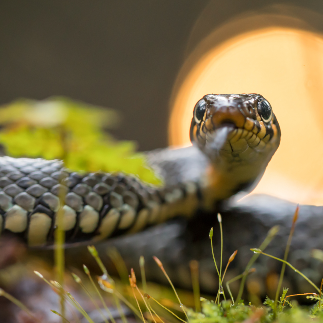 Mais baixo que barriga de cobra