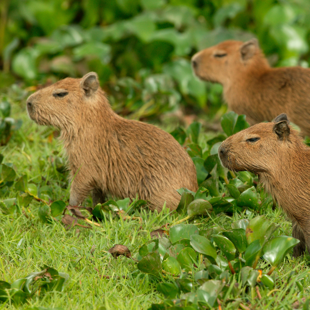 A Solução Capivara - Fernando Albrecht